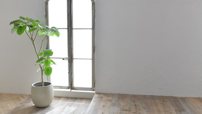 自然光|機材無料|漆喰壁|こだわりインテリア|豊富な撮影シーン|屋上撮影|たくさんのグリーンが自慢の写真13