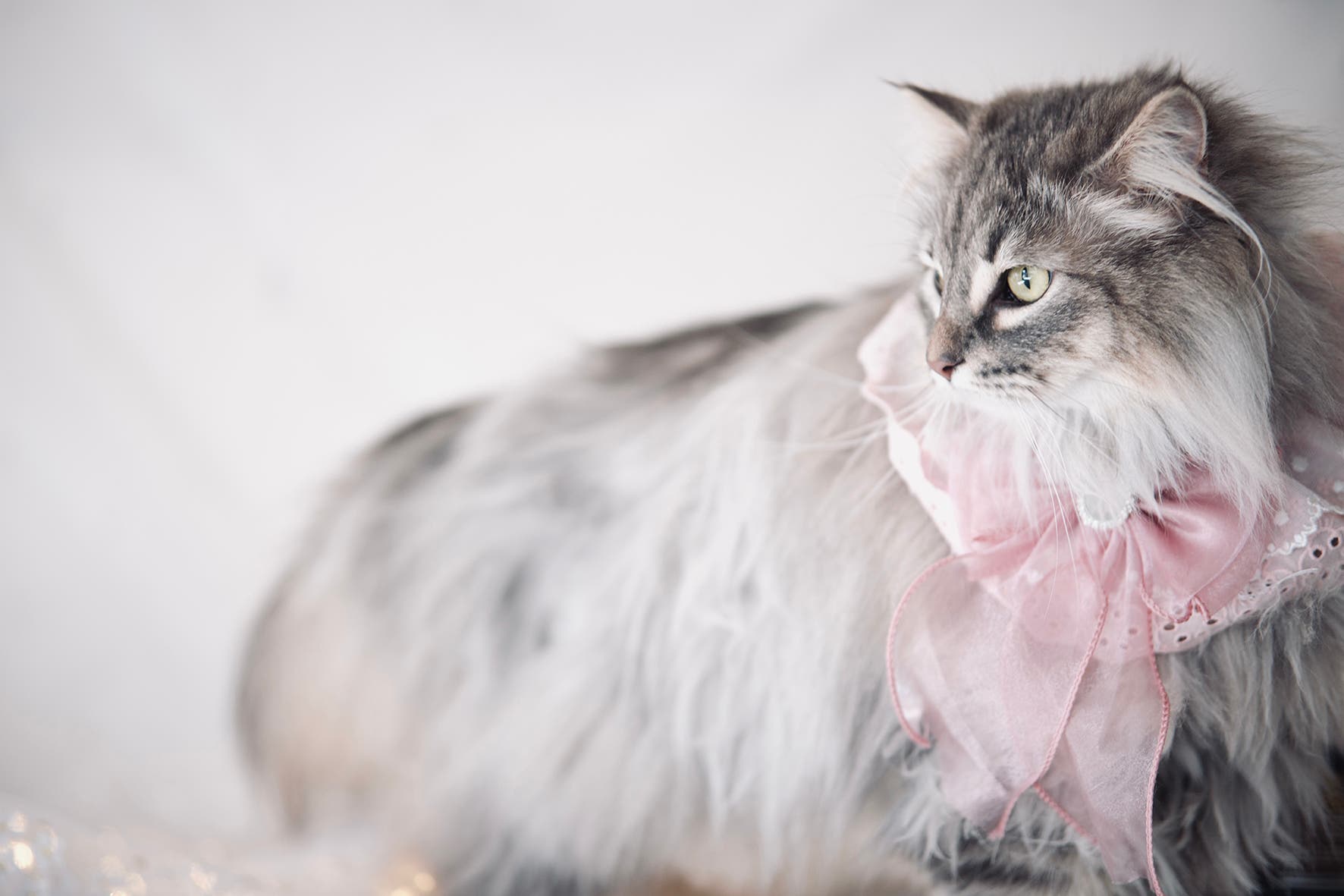 駐車場有・自然光満喫スタジオ｜ペット・楽器OK｜発表会・展示会・パーティー可｜道具使い放題｜機材使用可能の写真16