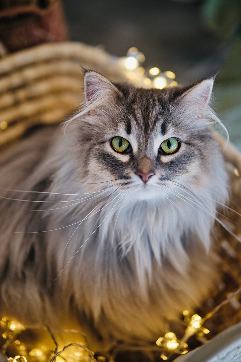 駐車場有・自然光満喫スタジオ｜ペット・楽器OK｜発表会・展示会・パーティー可｜道具使い放題｜機材使用可能の写真20