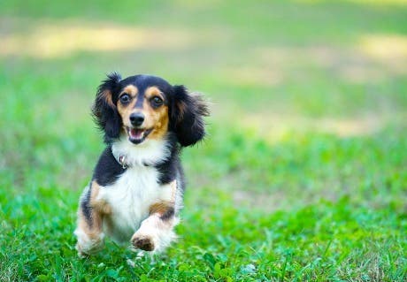 ドッグコテージ：プライベートドッグラン付きの1棟貸切コテージ・わんちゃんとの撮影、休憩、リゾートに最適！の写真2