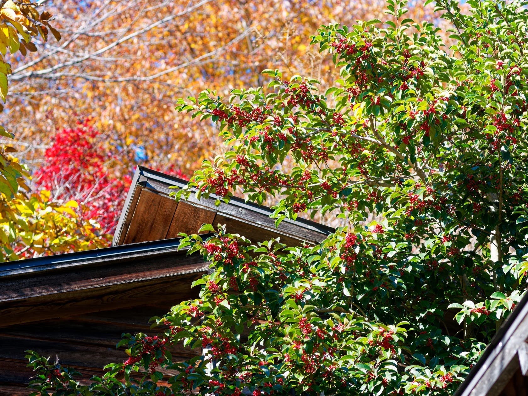 小さな森の小さなレンタルスペース【入間市駅徒歩10分】/撮影/イベント/展示会等の写真29