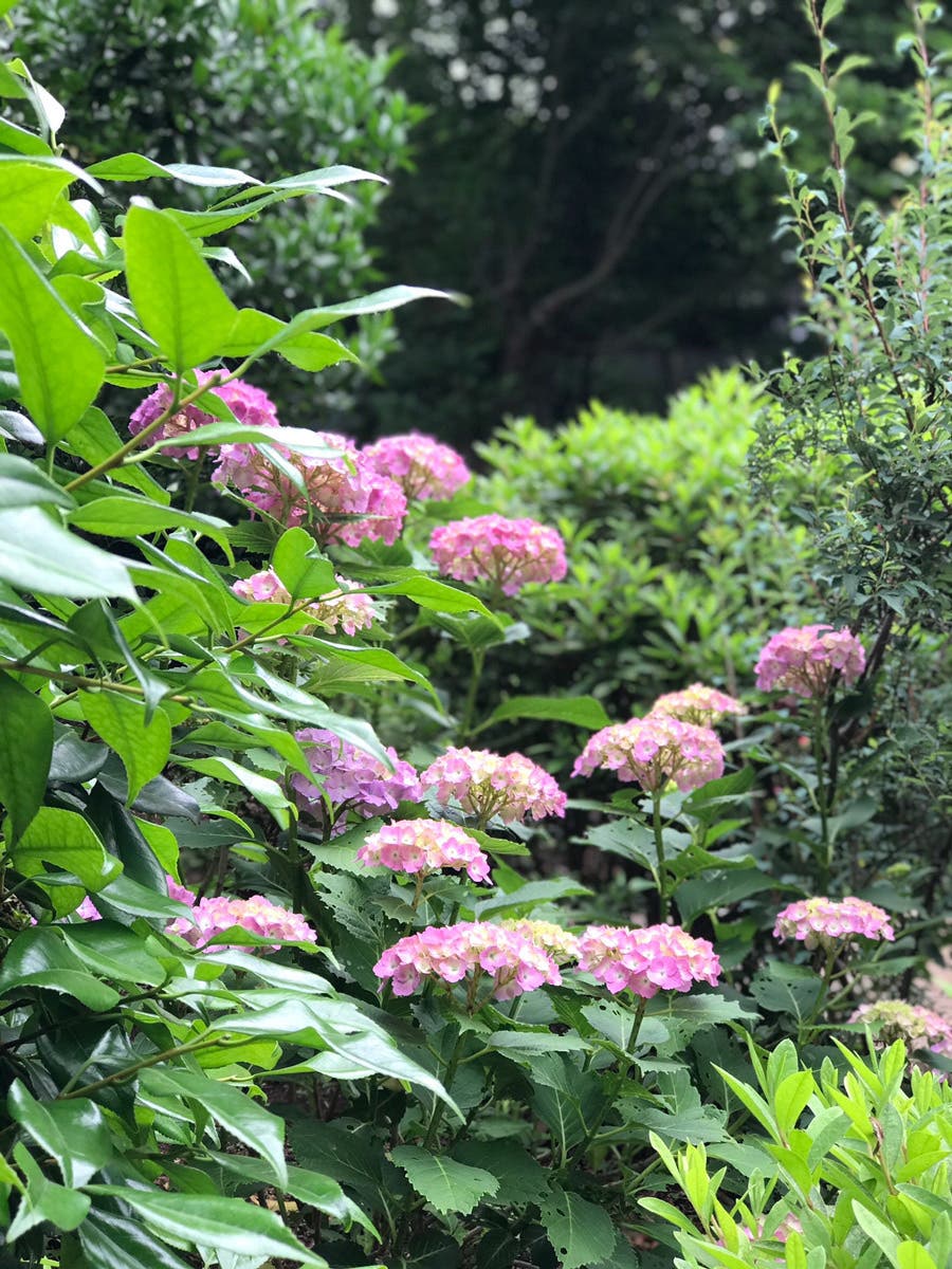 小さな森の小さなレンタルスペース【入間市駅徒歩10分】/撮影/イベント/展示会等の写真27