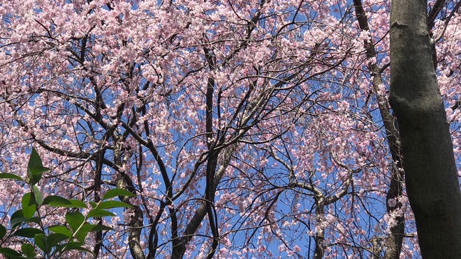 小さな森の小さなレンタルスペース【入間市駅徒歩10分】/撮影/イベント/展示会等の写真25