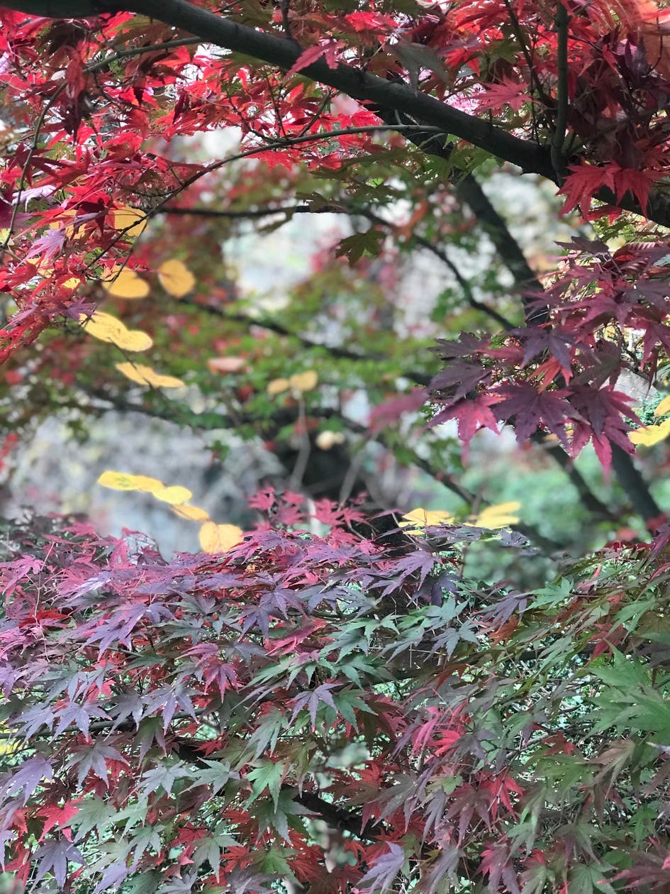 小さな森の小さなレンタルスペース【入間市駅徒歩10分】/撮影/イベント/展示会等の写真28