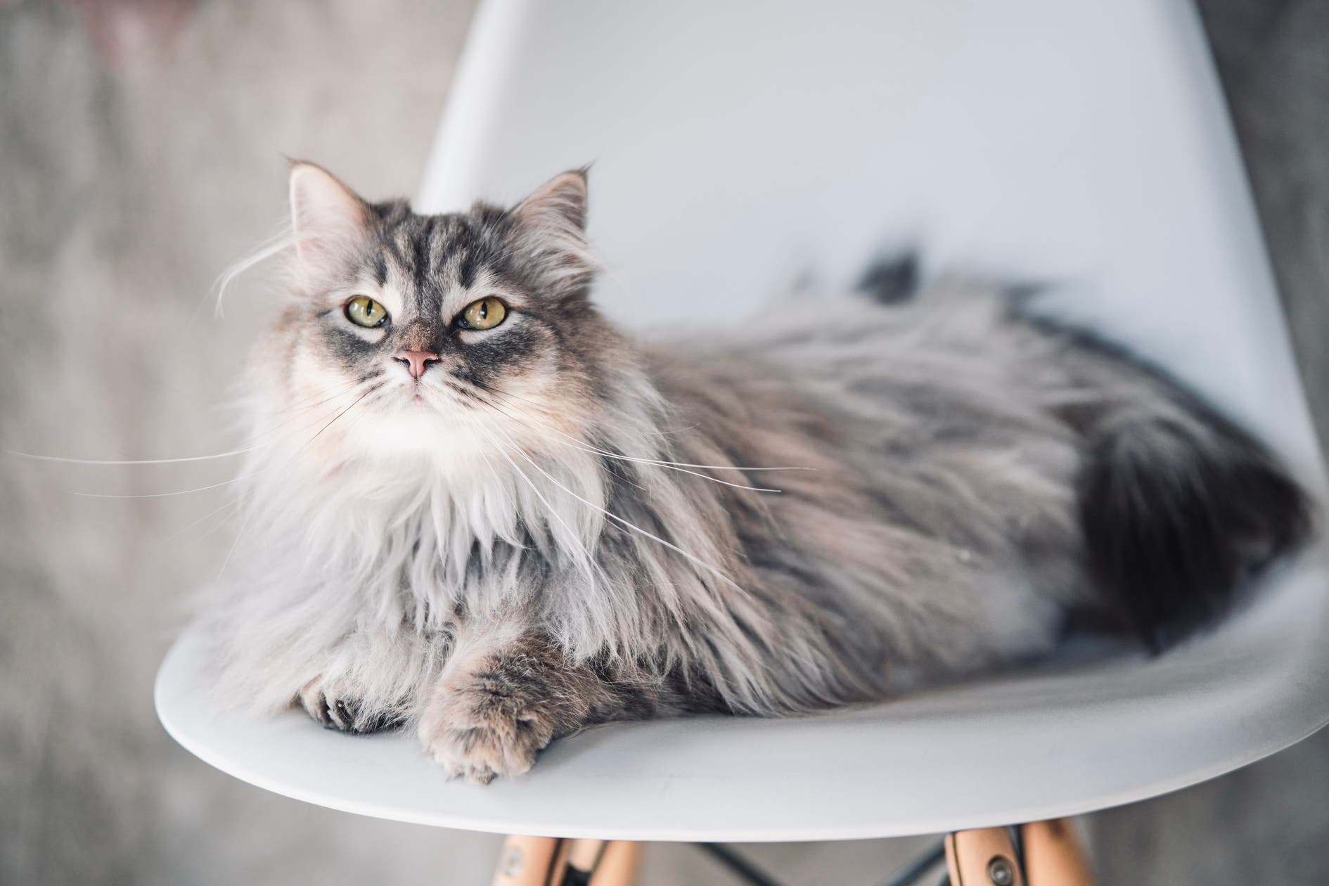 駐車場有・自然光満喫スタジオ｜ペット・楽器OK｜発表会・展示会・パーティー可｜道具使い放題｜機材使用可能の写真23