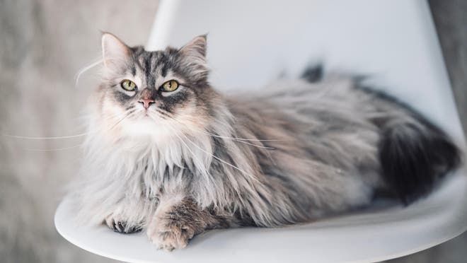 駐車場有・自然光満喫スタジオ|ペット・楽器OK|発表会・展示会・パーティー可|道具使い放題|機材使用可能の写真23