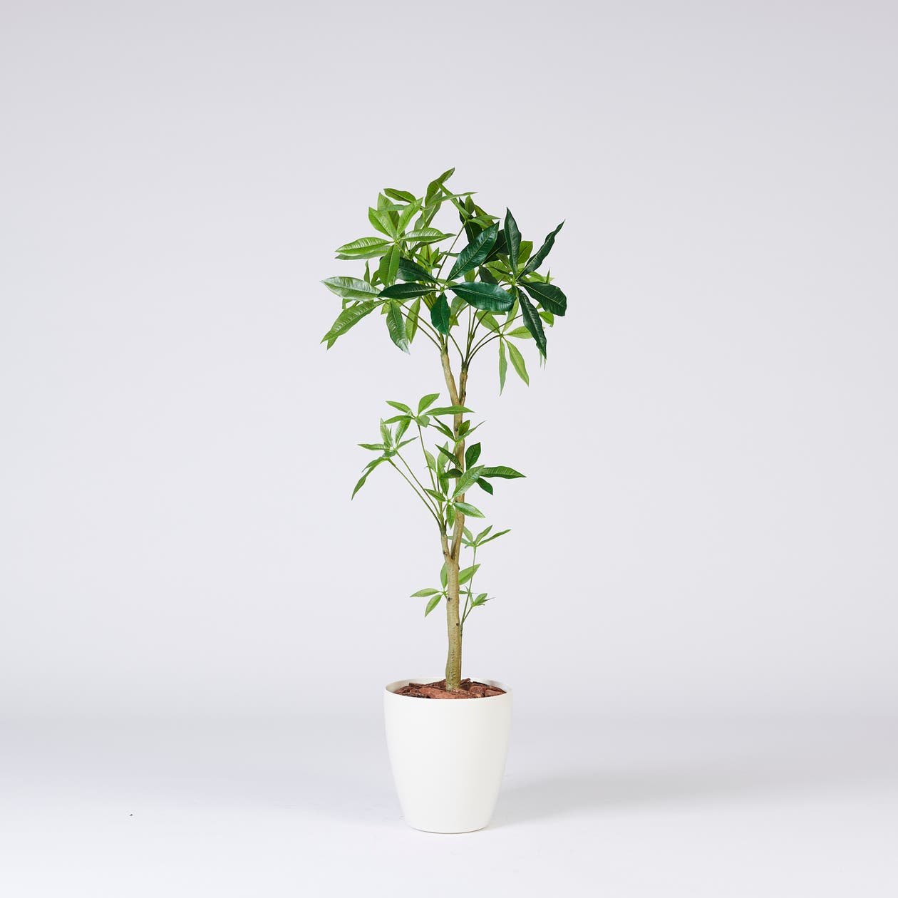 グリーン02の画像1