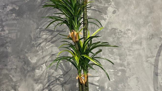 【東銀座駅1分】大型L字漆喰壁、対談動画配信、商品・動画撮影、ウェディング、家族、マタニティ、自然光3面、背景5、移動式パネルの写真13