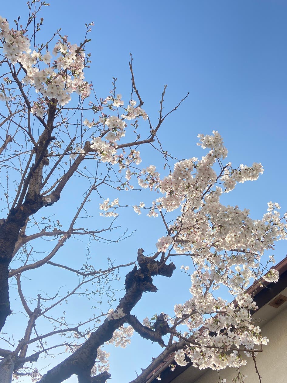 ファミリー会、ママ会 誕生日会やイベントにご利用ください♪の写真7