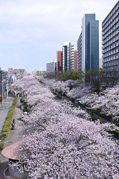 足立区☆葛飾区☆格闘技や運動、子供とママ会、撮影に!!全面80㎡、レスリングマット敷き！子ども用体育用具多数、無料貸出し!の写真9