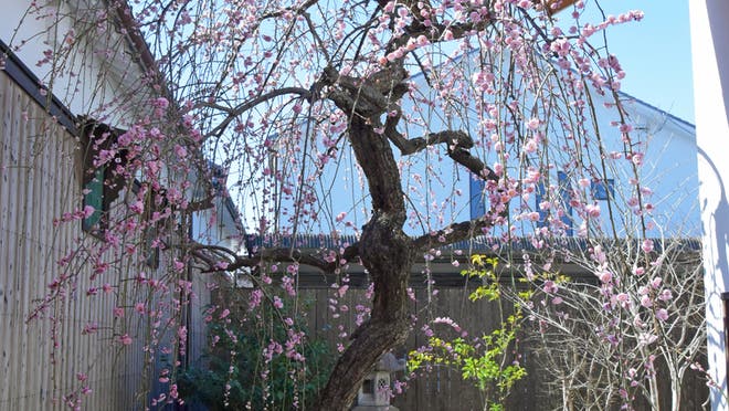 大阪市内から30分でタイムスリップ【富田林寺内町】町家カフェの和モダンな古民家空間スタジオで写真・動画撮影などで最高の一枚を!の写真10