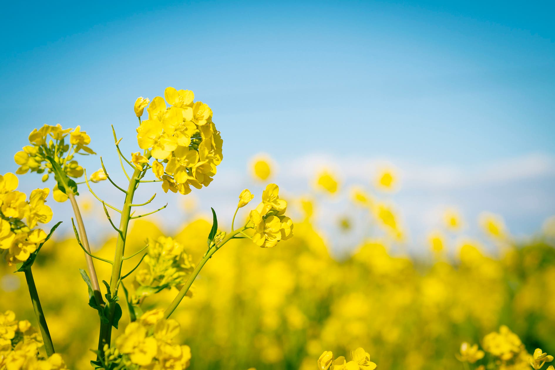 成田空港から約25分 / 無料送迎 / 築250年古民家一棟貸し / ハウススタジオの写真28