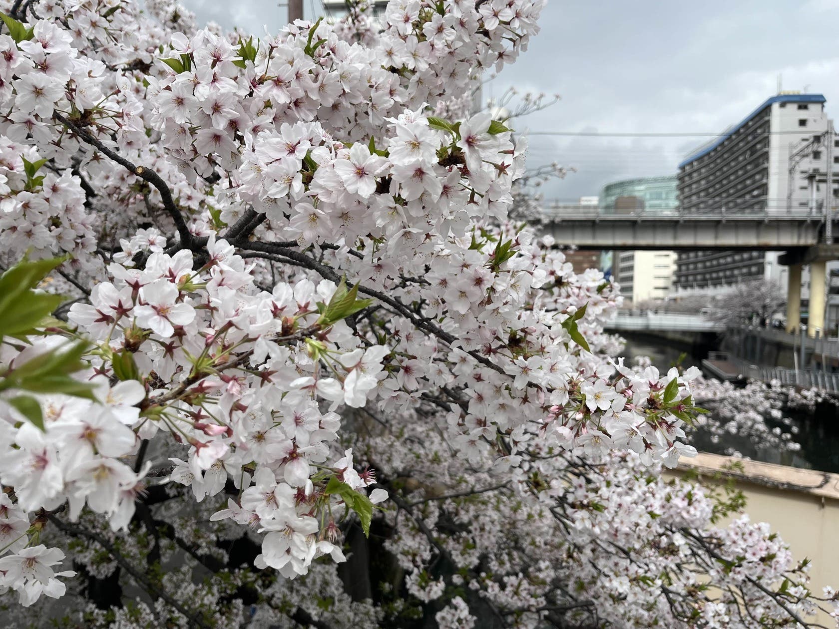 駅近❗五反田和モダン隠れ家スペース✨条件付ゴミ無料回収💫畳＆超最新ゲーム機🎮会議・ボードゲーム・料理会に✨の写真19