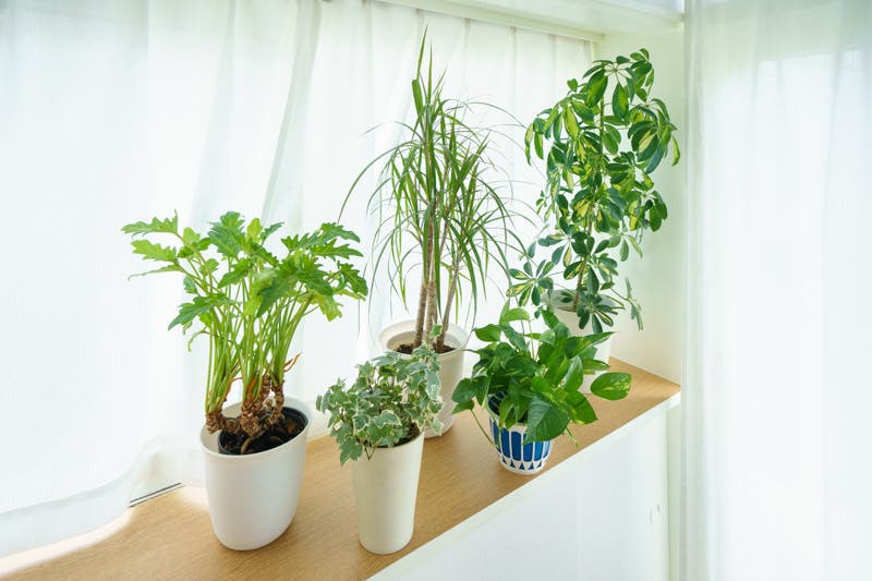 米軍ハウスのような生活感・自然光・ペットOK・ポートレート・商品・インタビュー・都立公園まで80mロケも同時決行◎の写真8