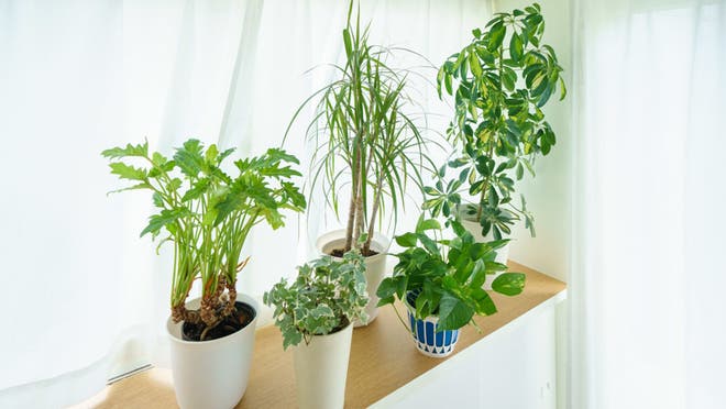 米軍ハウスのような生活感・自然光・ペットOK・ポートレート・商品・インタビュー・都立公園まで80mロケも同時決行◎の写真8