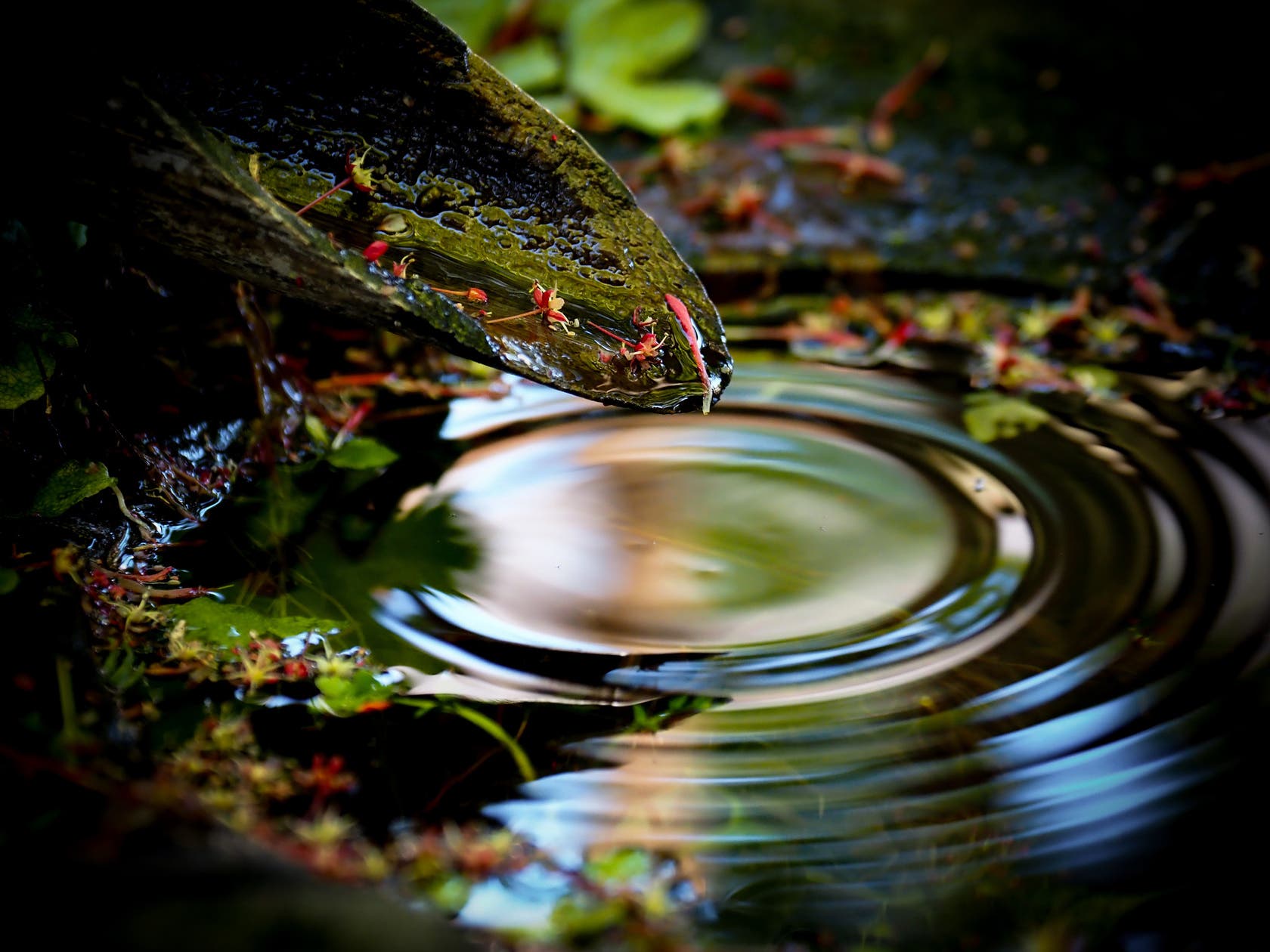 北鎌倉駅から徒歩10分、鎌倉の静かな佇まいを持つ古民家レンタルフォトスタジオの写真6