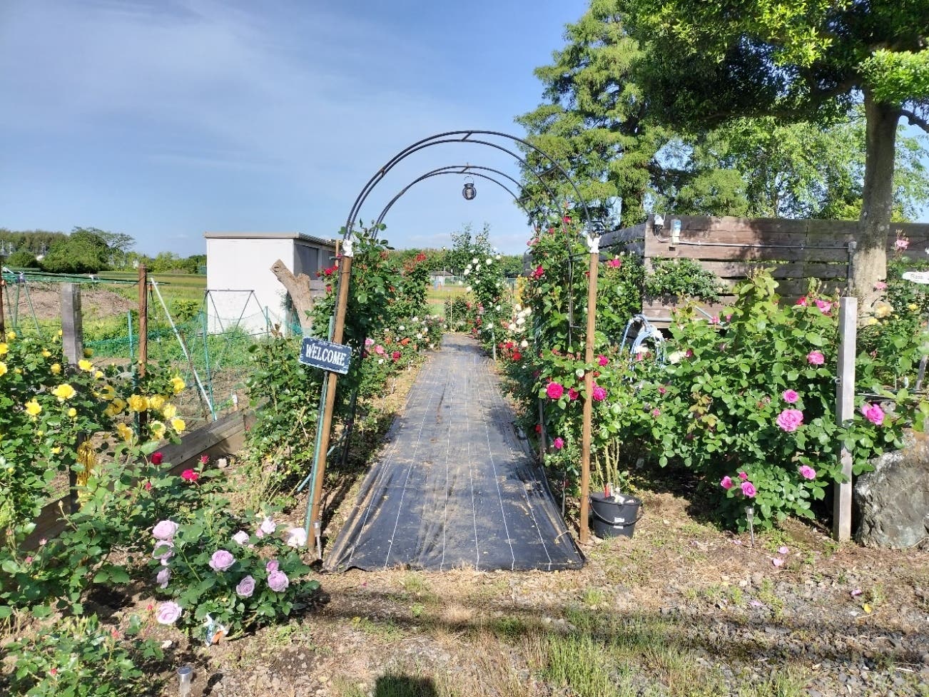 平成５年築170株のバラが咲く庭、全室南向きの民家スタジオですの写真17