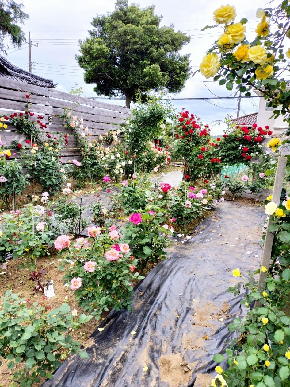 平成５年築170株のバラが咲く庭、全室南向きの民家スタジオですの写真18