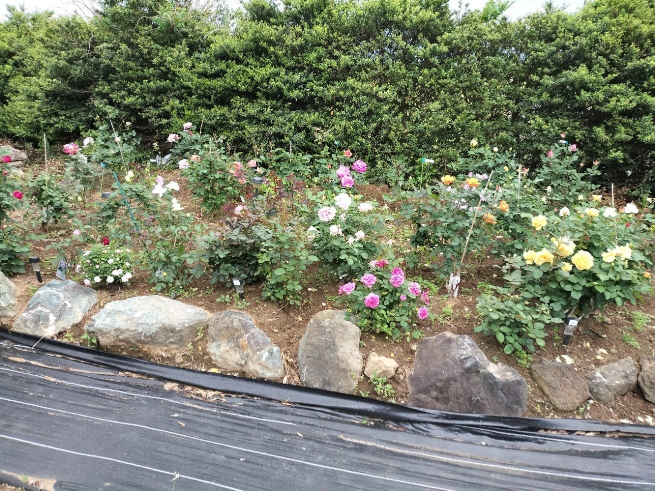 平成５年築170株のバラが咲く庭、全室南向きの民家スタジオですの写真19