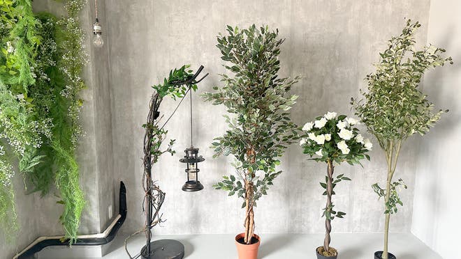 【控室有】モルタル・クンクリート・漆喰壁のある撮影スタジオ/コニカルスヌート/スワッグ/観葉植物/自然光の写真23