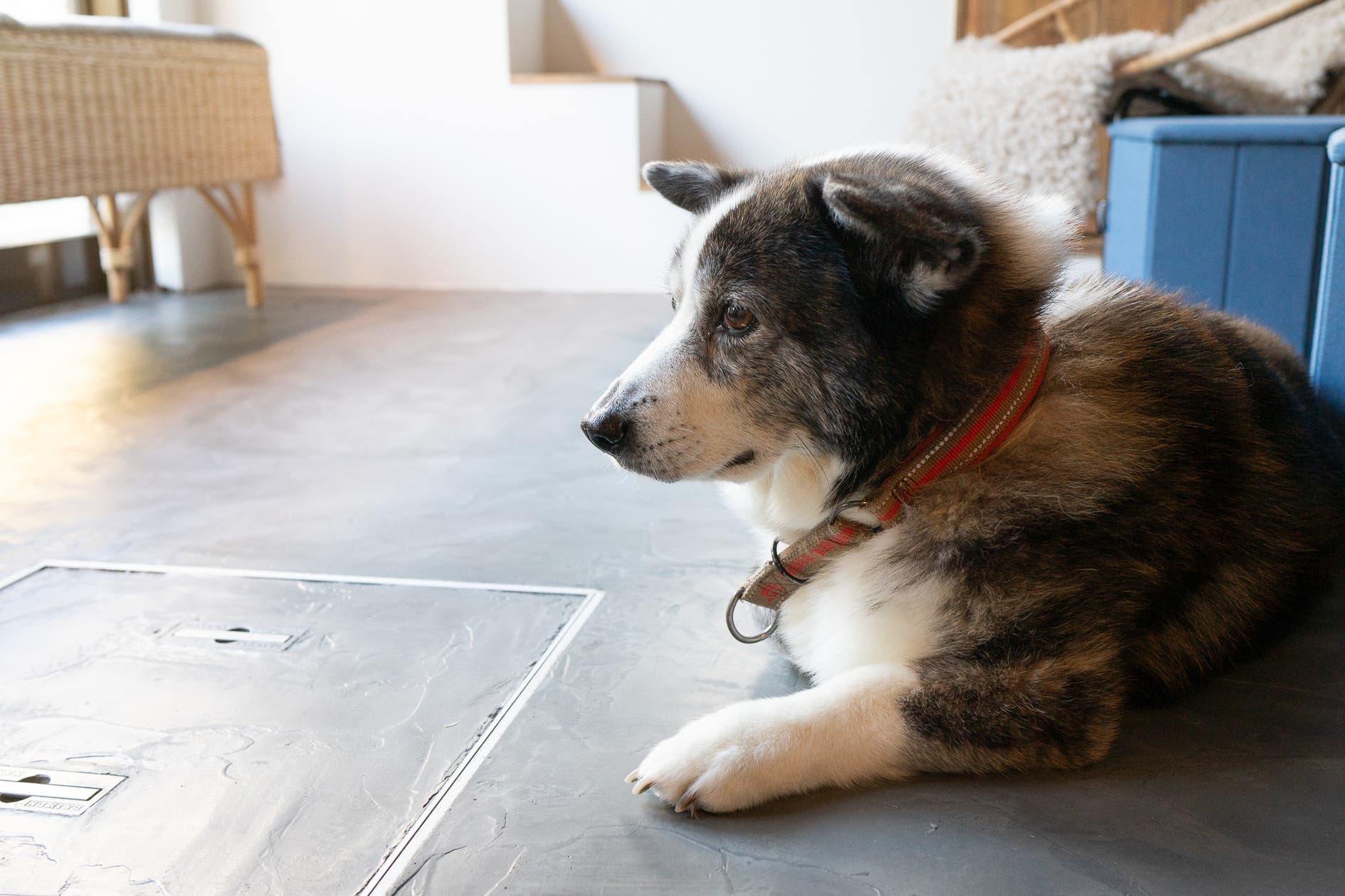 ペットOK！脱走対策済/駅徒歩2分のレンタルスペースの写真7