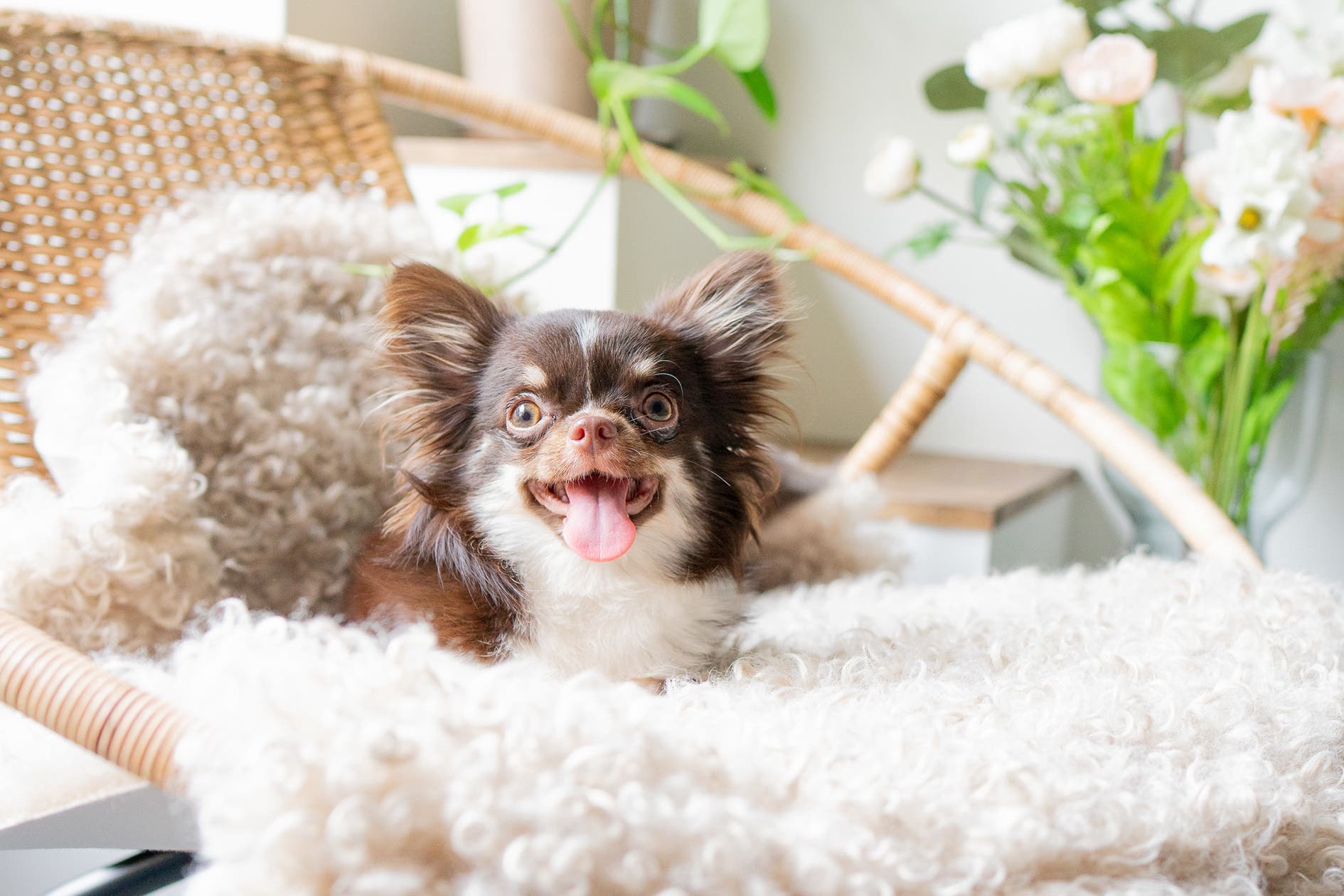 ペットOK！脱走対策済/駅徒歩2分のレンタルスペースの写真13