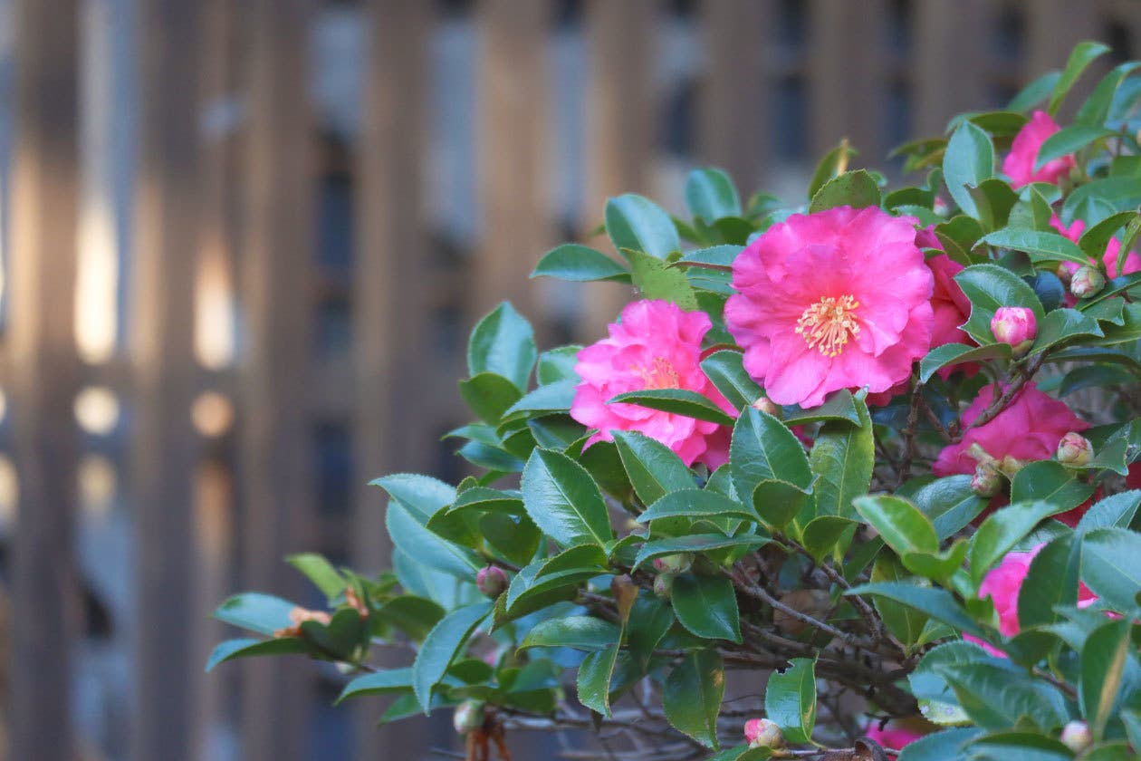 【あすかのまほろば】江戸時代に建てられた修繕中の木造古民家を限定公開。やすらぎとくつろぎのひと時を過ごしませんか？の写真19