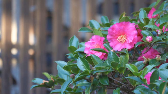 【あすかのまほろば】江戸時代に建てられた修繕中の木造古民家を限定公開。やすらぎとくつろぎのひと時を過ごしませんか?の写真19