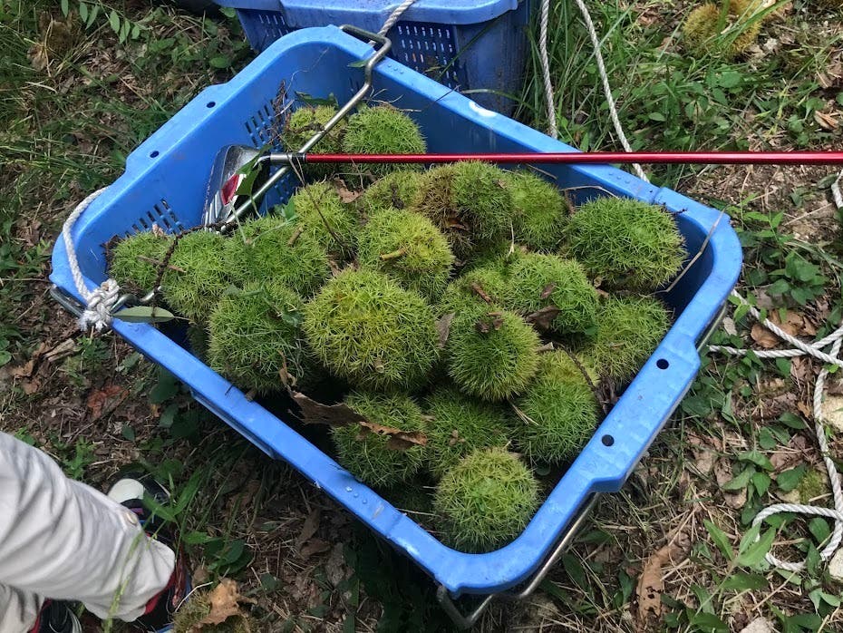 お寺と周辺の林間エリア 宝塚の写真15