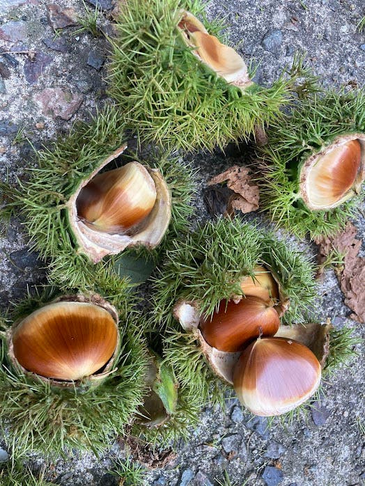 お寺と周辺の林間エリア 宝塚の写真8