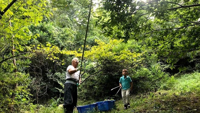 お寺と周辺の林間エリア 宝塚の写真14