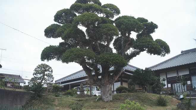 築60年 昭和の雰囲気漂う整備の行き届いた古民家の写真18