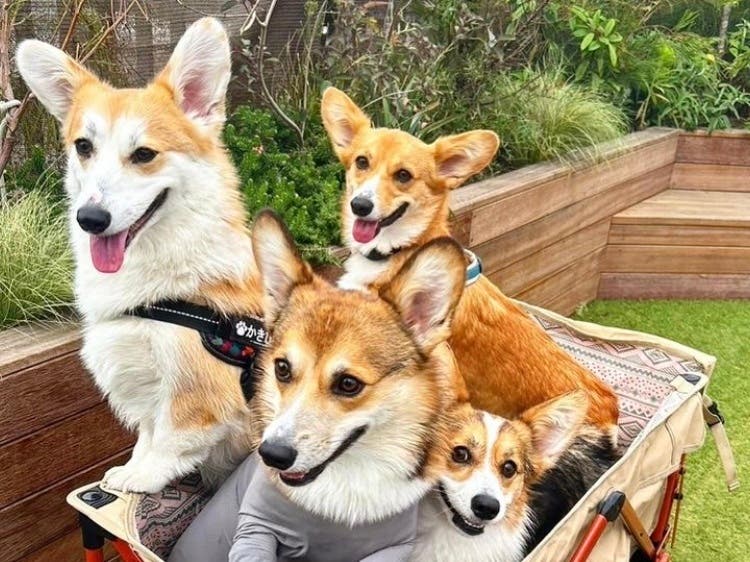 🐕【ミニドッグラン】※ペット同伴の方はお選び下さいの画像2