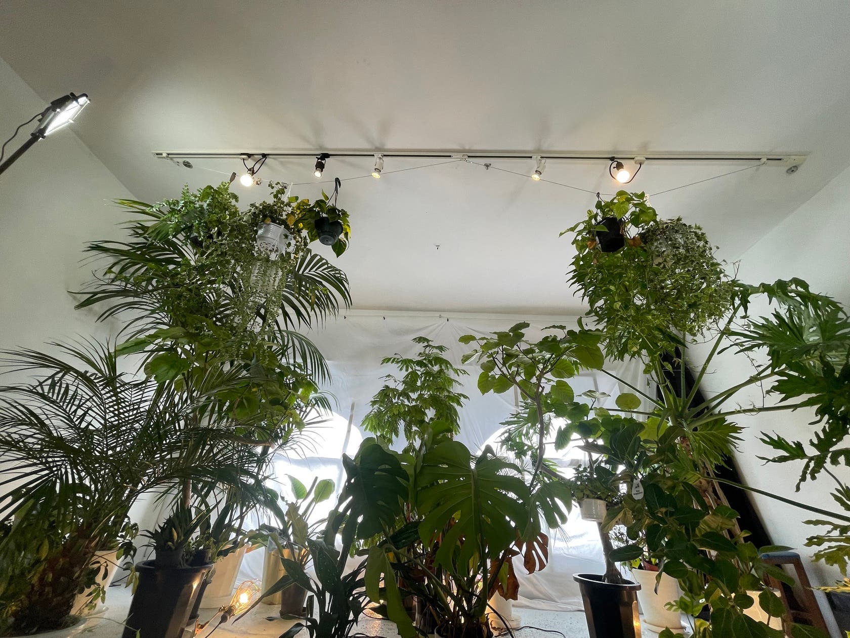 大阪の植物あふれる撮影スタジオ！レイアウト自由なグリーンを活かした多様な撮影！の写真23