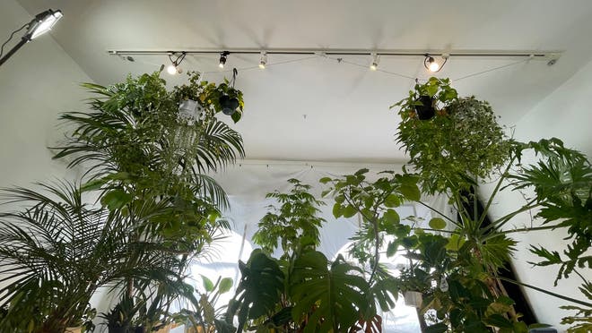 大阪の植物あふれる撮影スタジオ!レイアウト自由なグリーンを活かした多様な撮影!の写真23