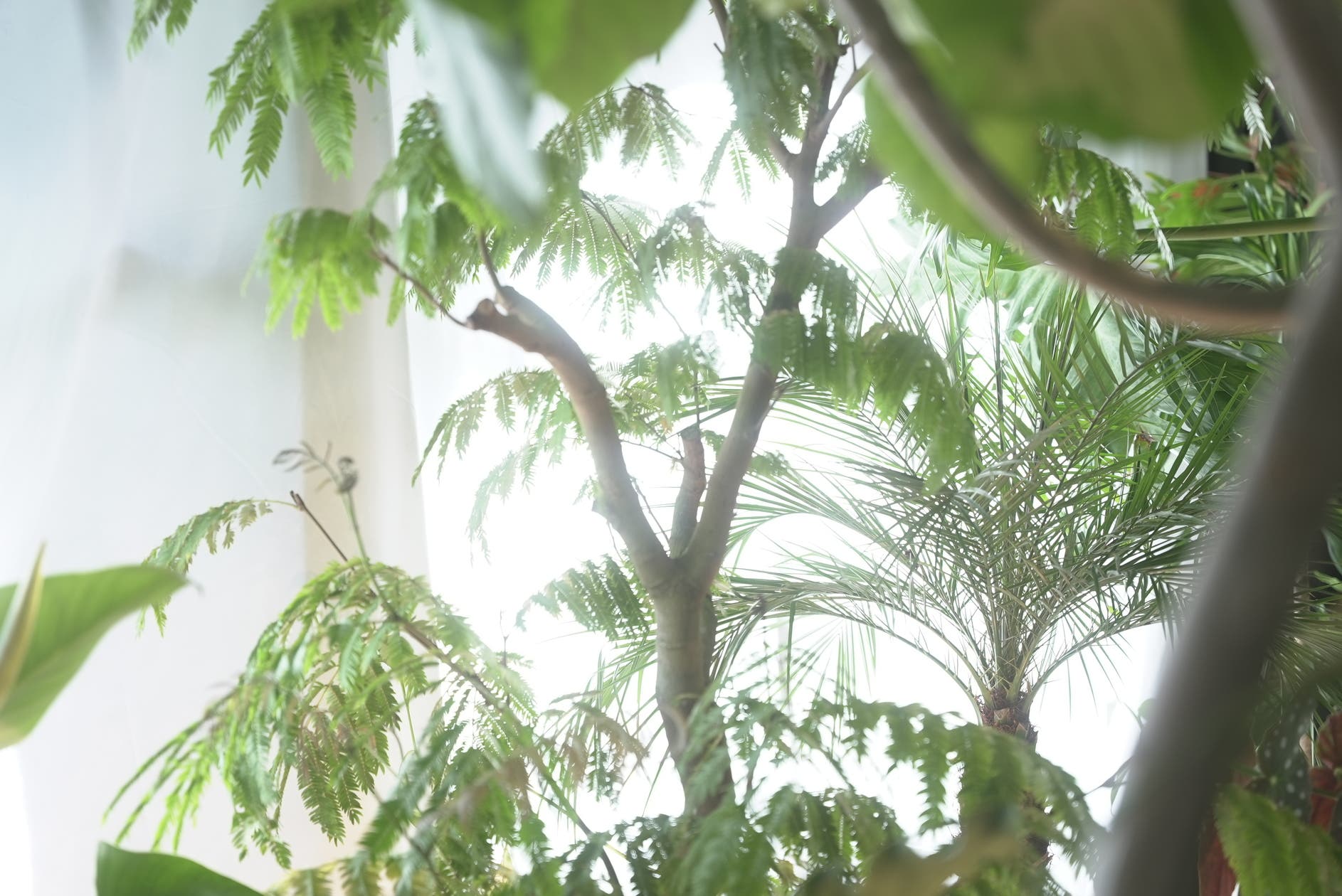 大阪の植物あふれる撮影スタジオ！レイアウト自由なグリーンを活かした多様な撮影！の写真22