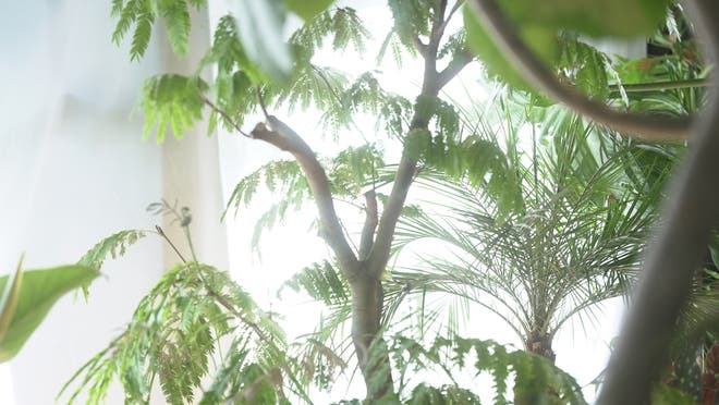 大阪の植物あふれる撮影スタジオ!レイアウト自由なグリーンを活かした多様な撮影!の写真22