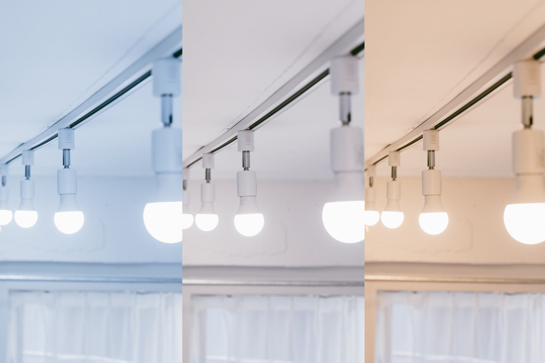 クリスマス🎄巨大なシンボルツリーと自然光、緑豊かな植物が映えるレンタル撮影スタジオの写真28