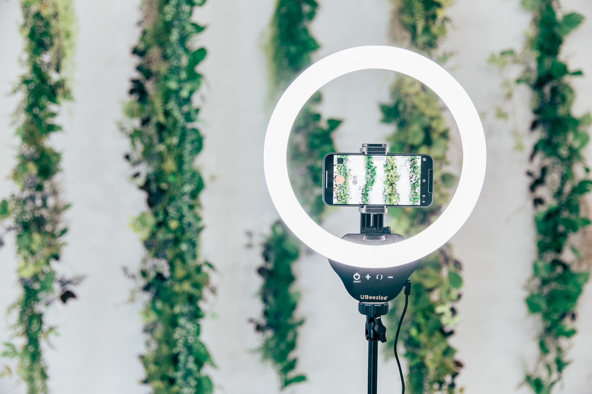 クリスマス🎄巨大なシンボルツリーと自然光、緑豊かな植物が映えるレンタル撮影スタジオの写真23