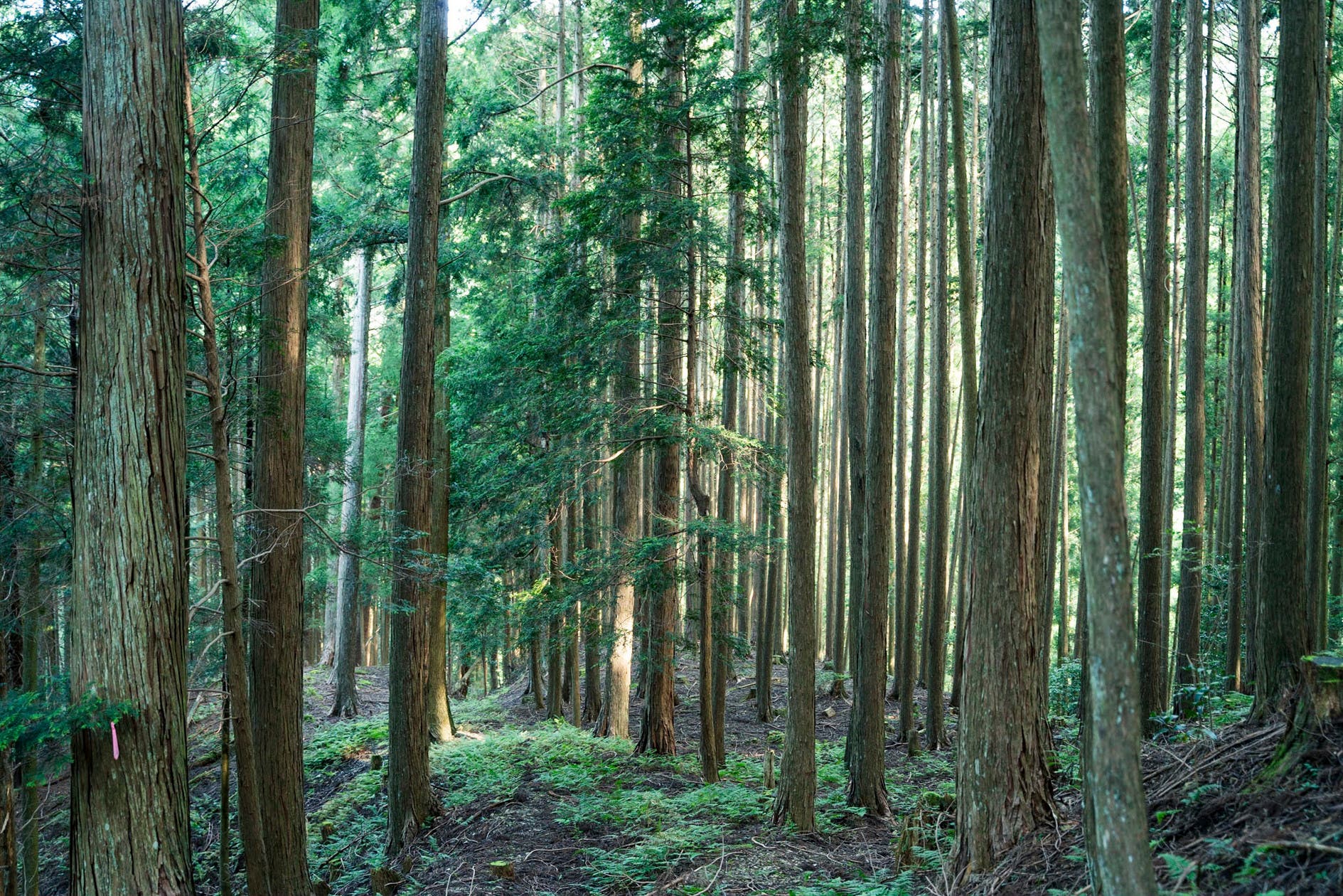 古民家フォトスタジオ｜白壁｜自然光やライティング撮影、会議、イベントなどにも｜profotoなど貸出機材有りの写真24