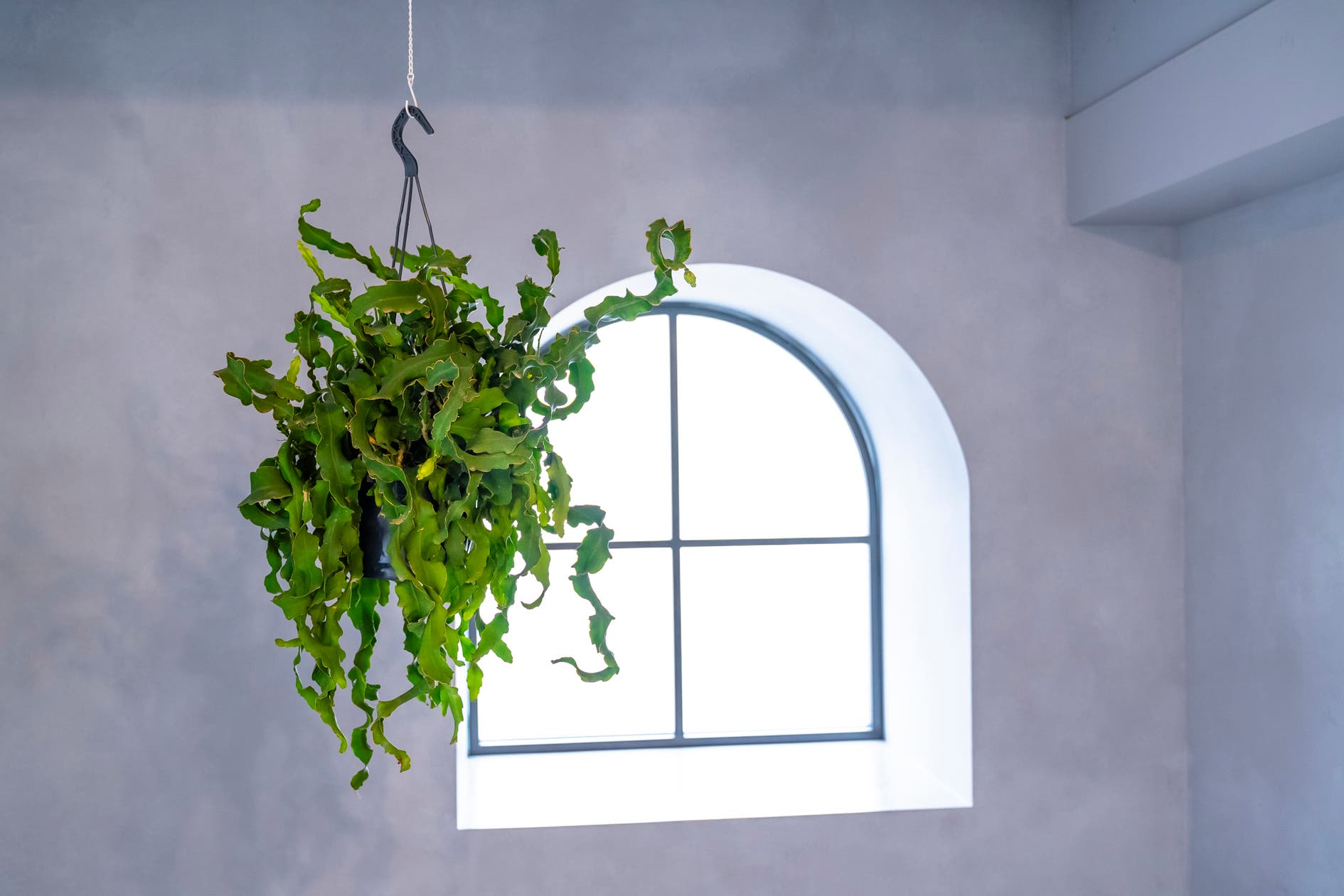 広さ200平米　天井高３mの南向き一面に窓がある自然光が明るい大阪レンタルスタジオRoom01の写真22