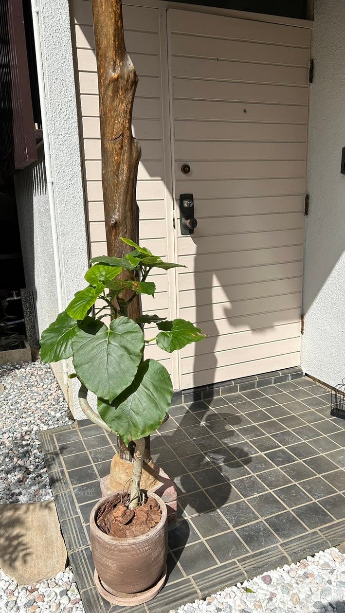 国立駅８分静な一軒家スペースの写真6