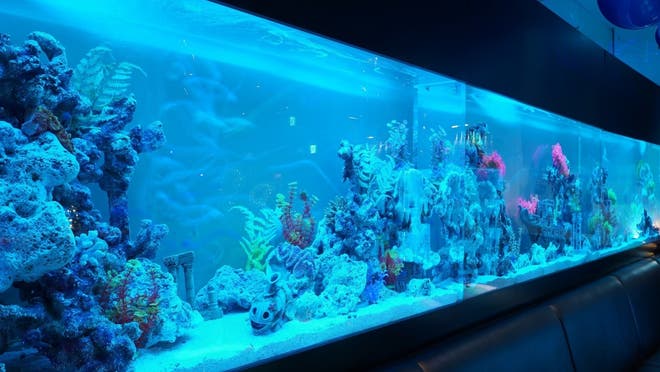 まるで水族館!?壁一面の巨大水槽/駅近/飲み放題OK/カラオケ/シーシャ/パーティ/イベント/女子会/撮影/収録の写真4