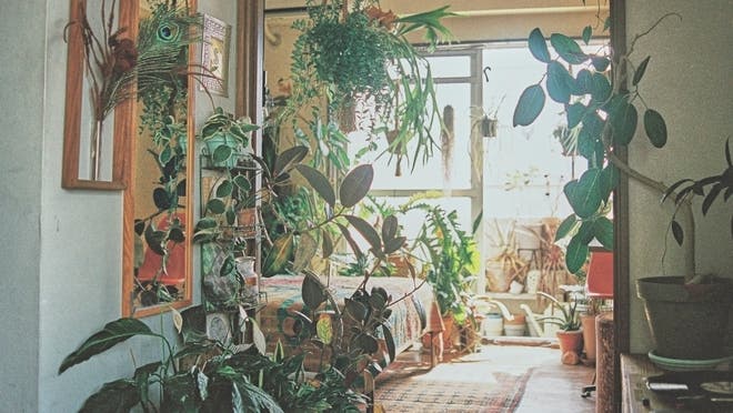 100種類以上の植物が溢れる都心のグリーンルーム【シーユートゥモロウ】の写真7