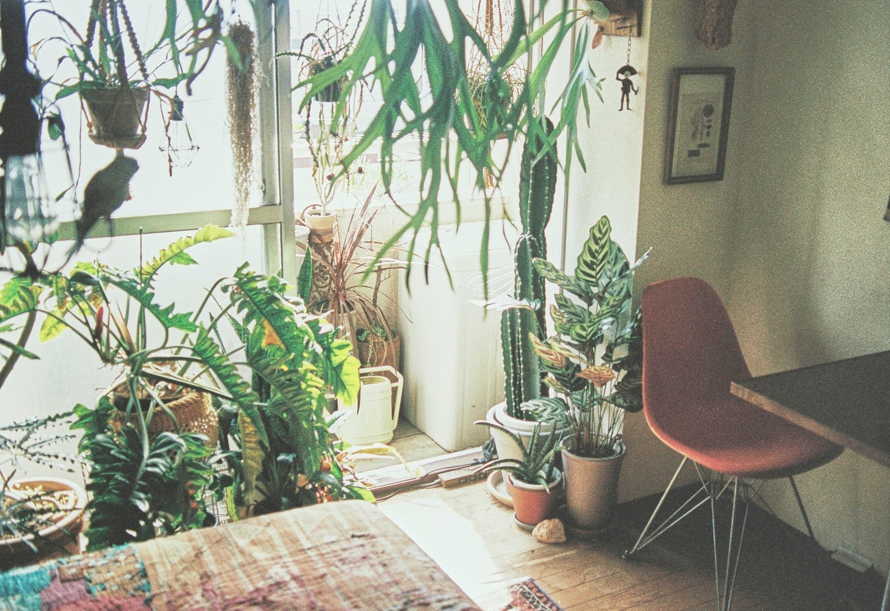 100種類以上の植物が溢れる都心のグリーンルーム【シーユートゥモロウ】の写真11