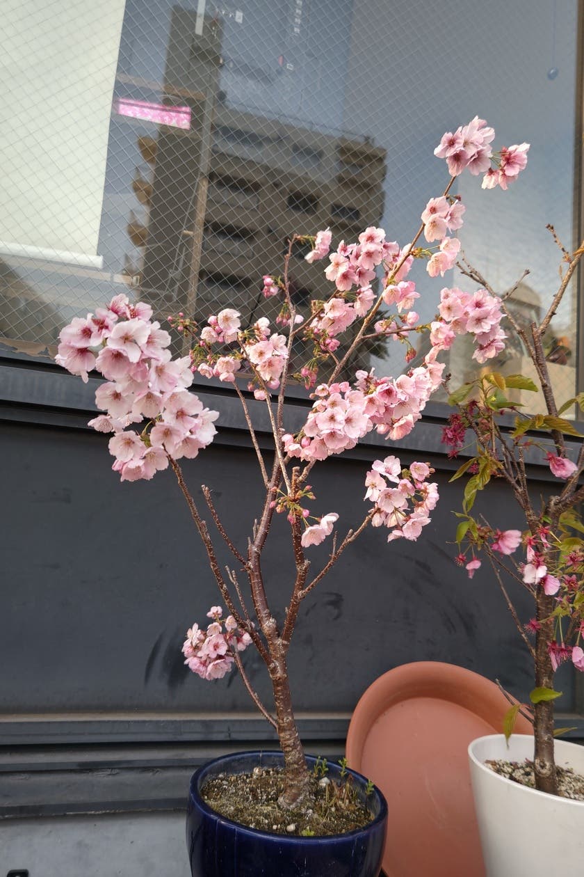 東高円寺徒歩１分テラス付き大型カラオケスナック　都会の中のオアシス　の写真10