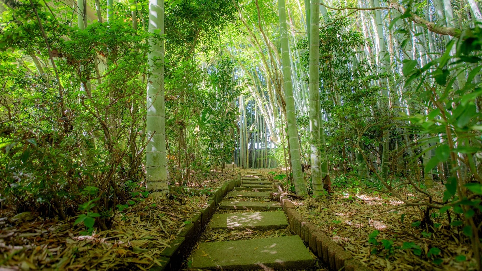 天然芝や竹林が魅力のスタジオです。の写真9
