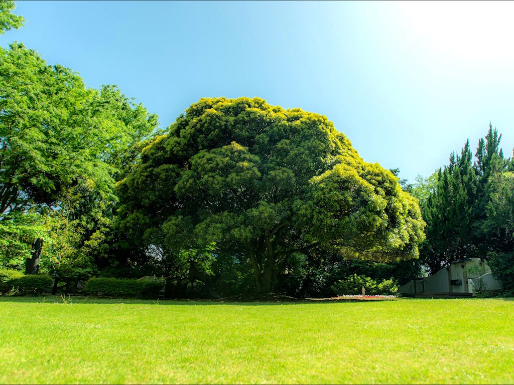 天然芝や竹林が魅力のスタジオです。の写真2