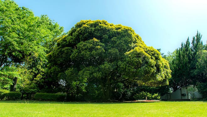 天然芝や竹林が魅力のスタジオです。の写真2