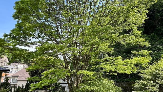 駐車場1台/逗子駅徒歩9分/前日予約可♪シンボルツリーを囲むベンチがある167坪の庭の写真3